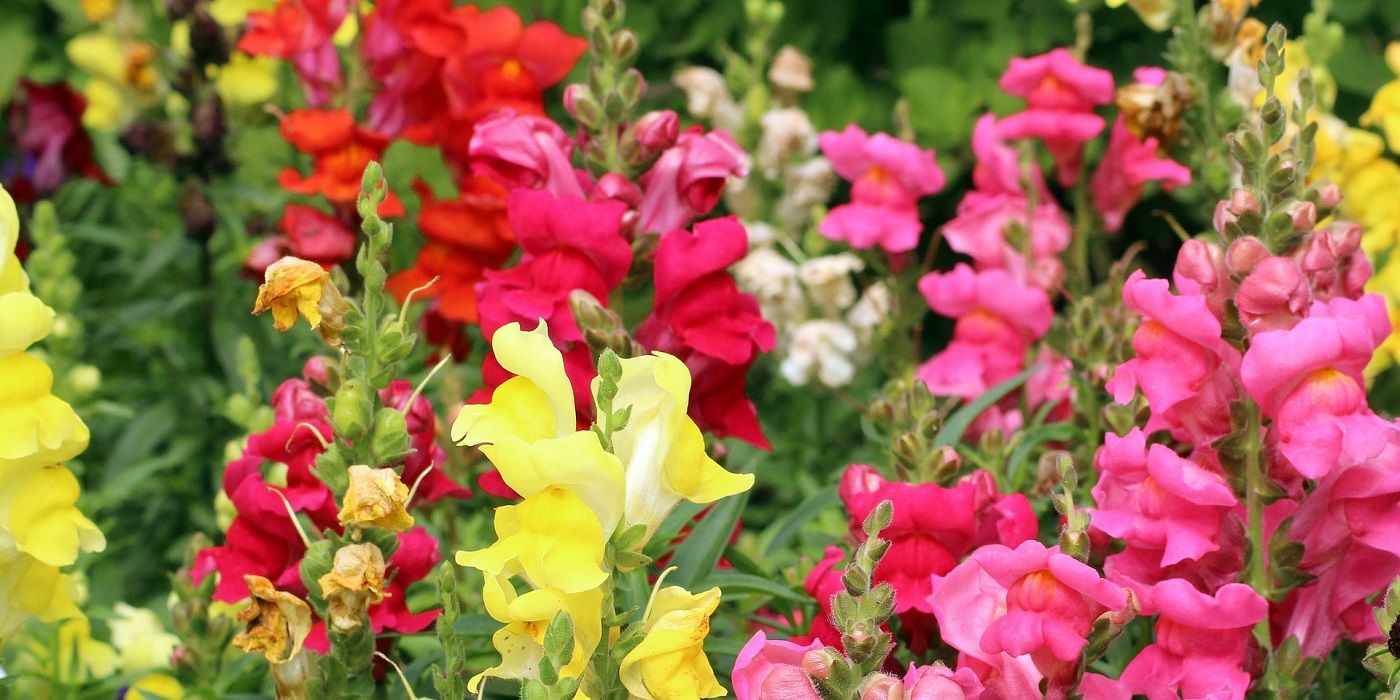 Surviving the Chill: 5 Annual Flowers That Endure Winter Frost