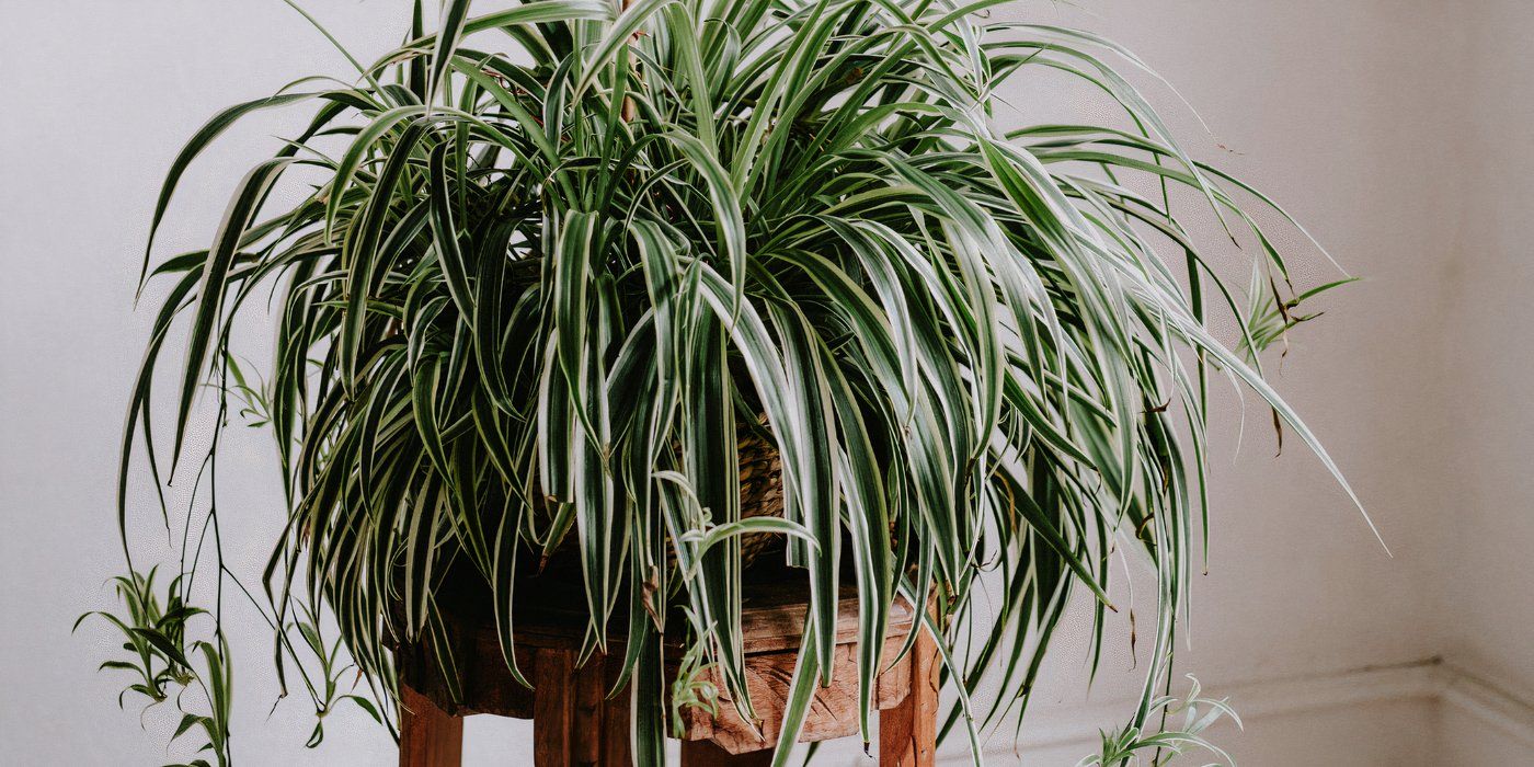 July Gardening: 5 Plant To Grow In July