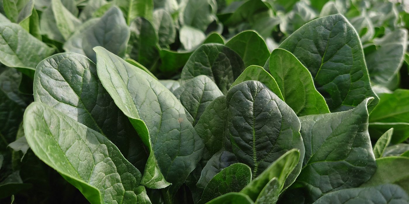 Which Vegetables Should You Plant in July?