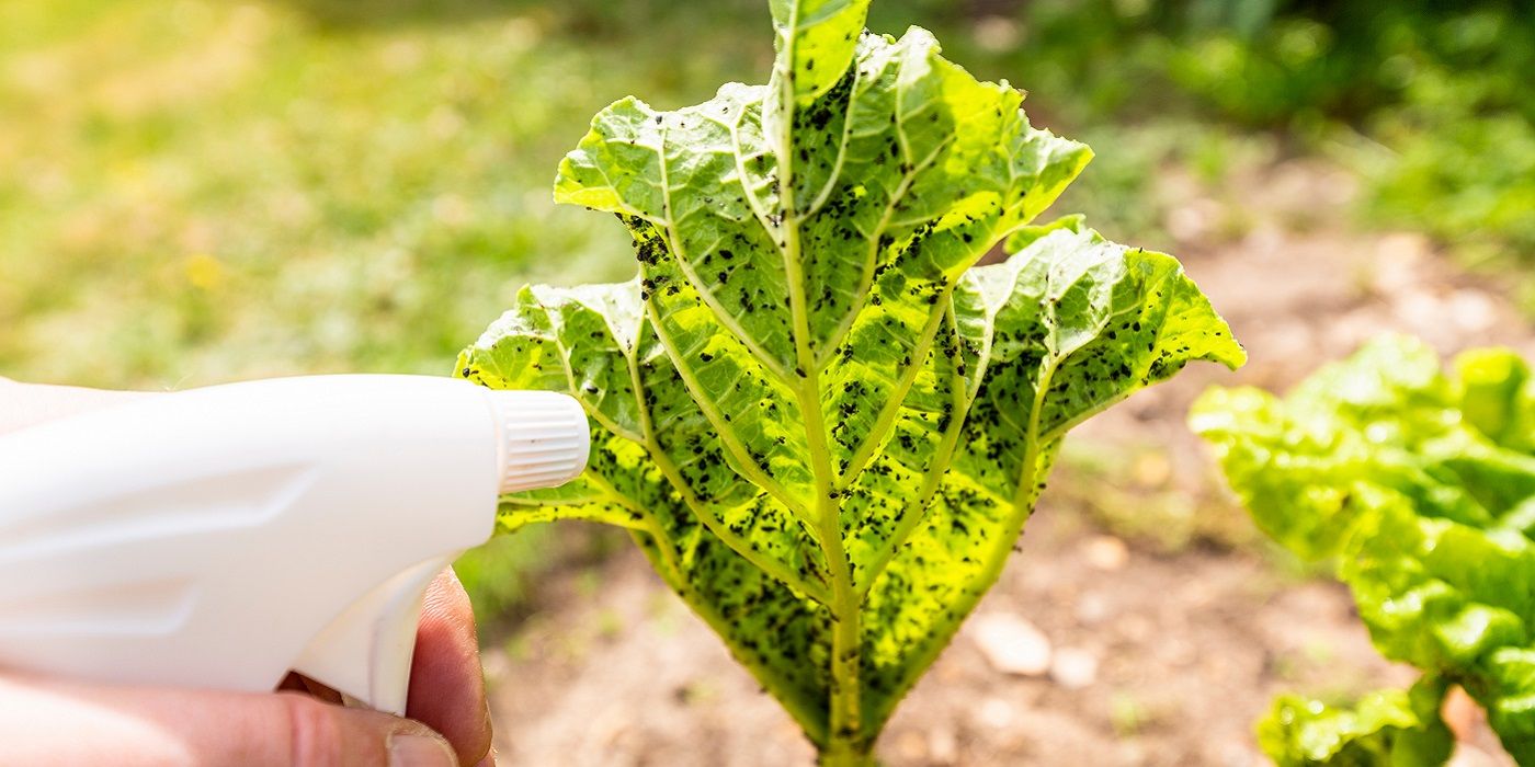 7 Expert Tips for Natural Pest Control in Your Summer Garden