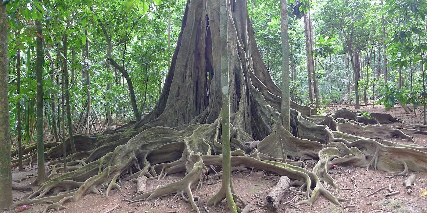 Strangler Fig: The Tree That Suffocates Other Plants