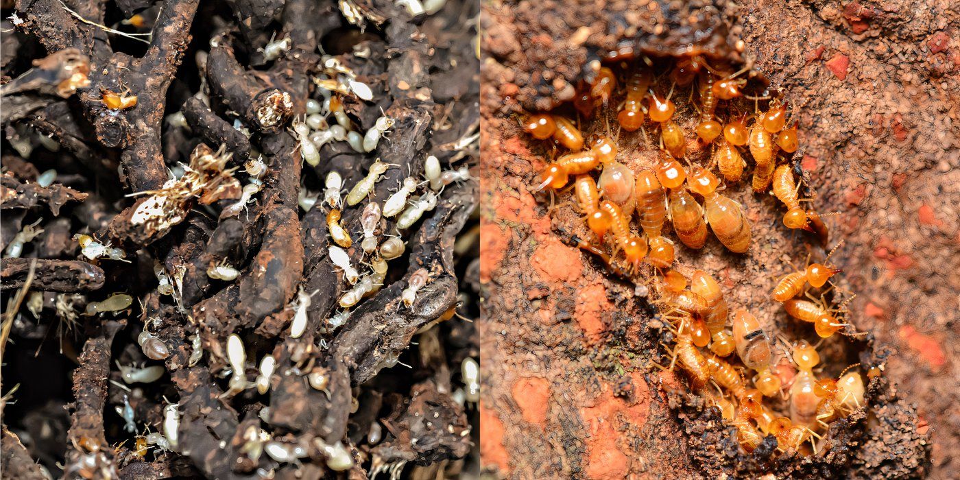 How to Identify and Handle Swarming Insects in Your Backyard