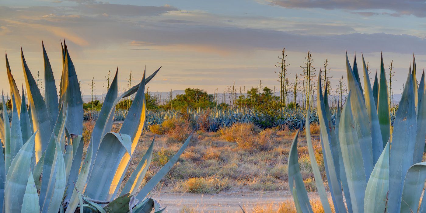 How the Plant Trade is Disrupting Ecosystems on a Global Scale