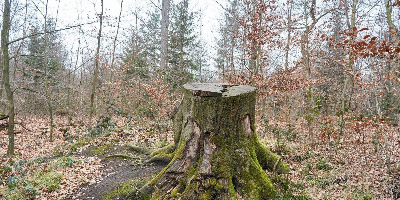 Find the Best Way to Get Rid of Tree Stumps