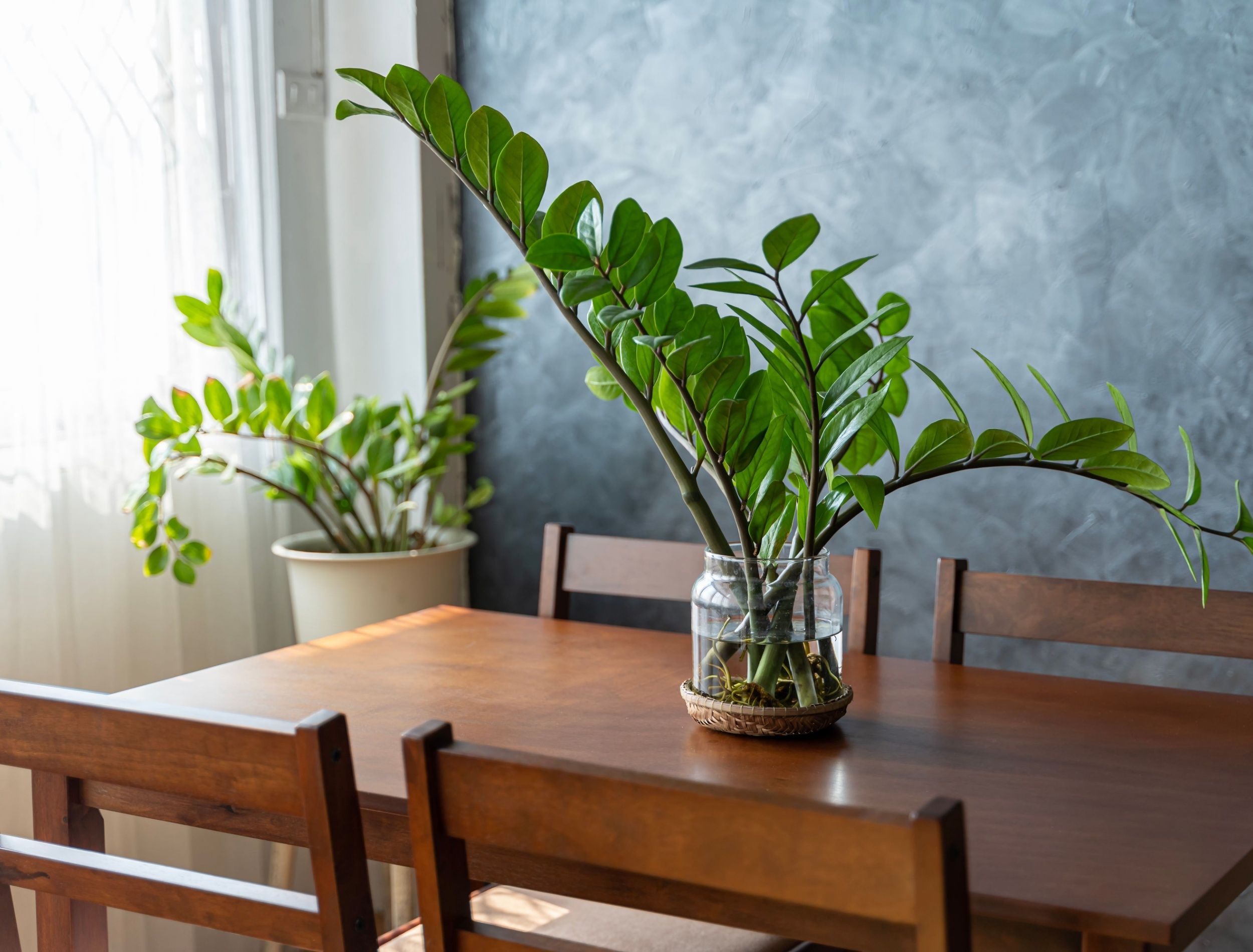 8 Houseplants That Are Incredibly Easy to Maintain