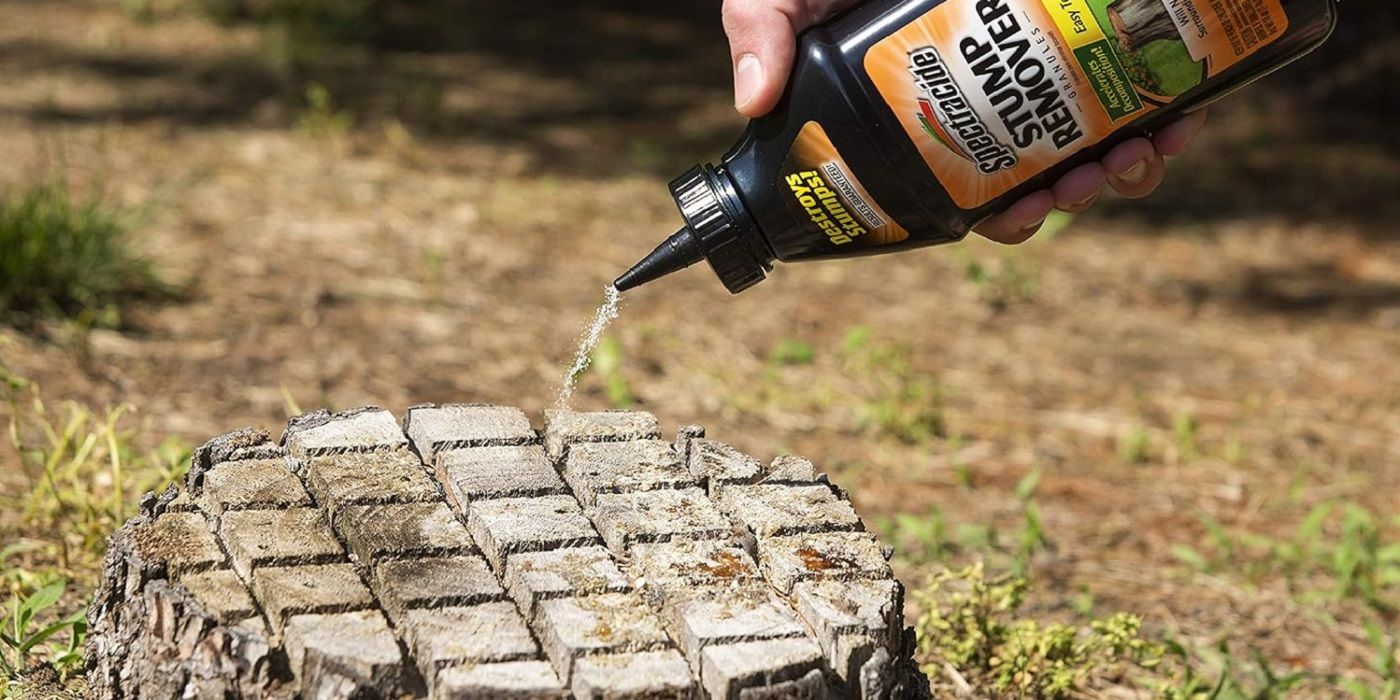 Find the Best Way to Get Rid of Tree Stumps