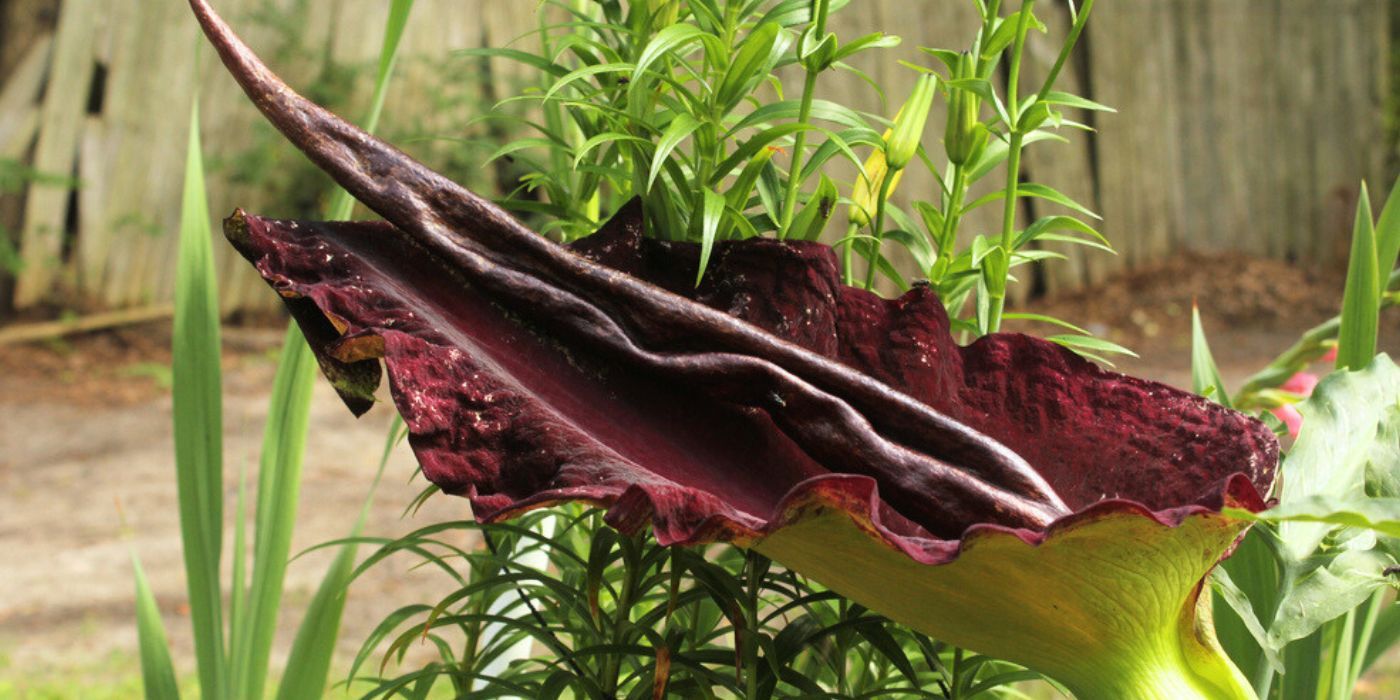 5 Captivating Flowers That Smell Awful