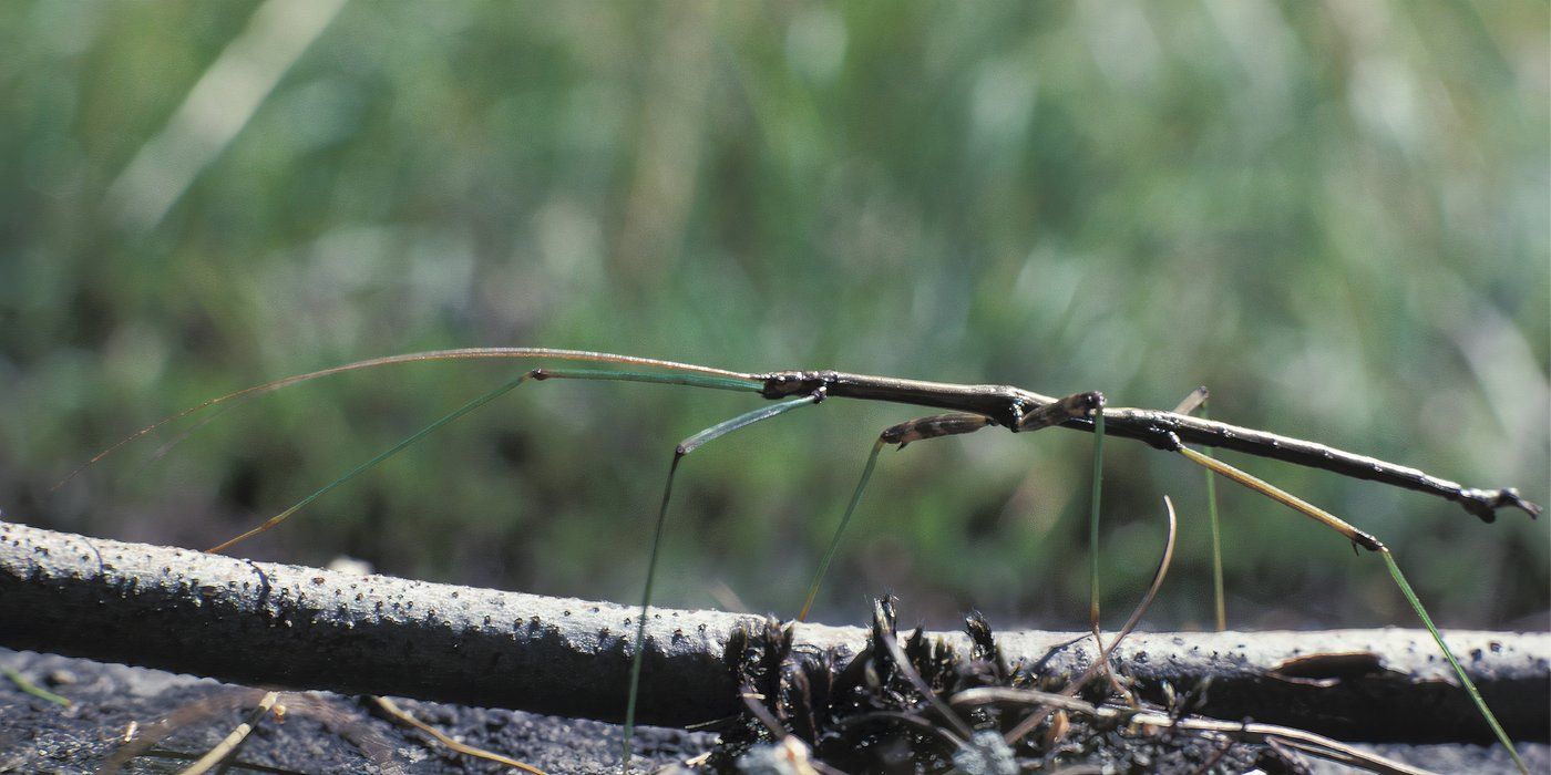 Insect Camouflage: How Garden Bugs Thrive
