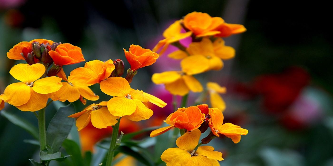 Introducing Five Biennial Flowers for a Vibrant Garden
