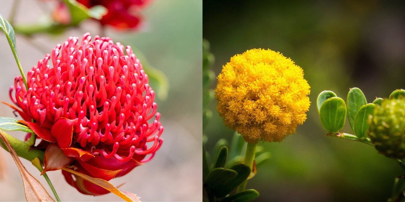 See the Victory Bouquets Awarded at Current and Past Olympics