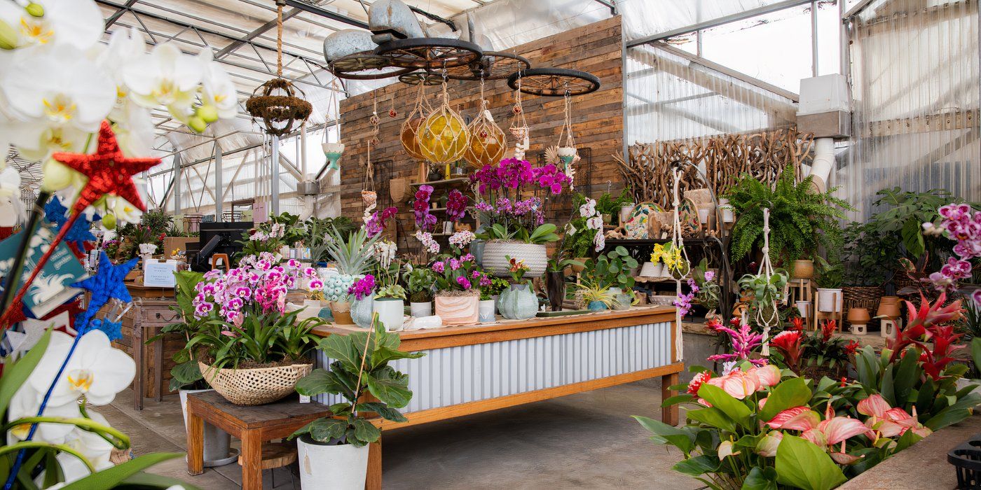 Learn How To Care for Orchids From an Expert