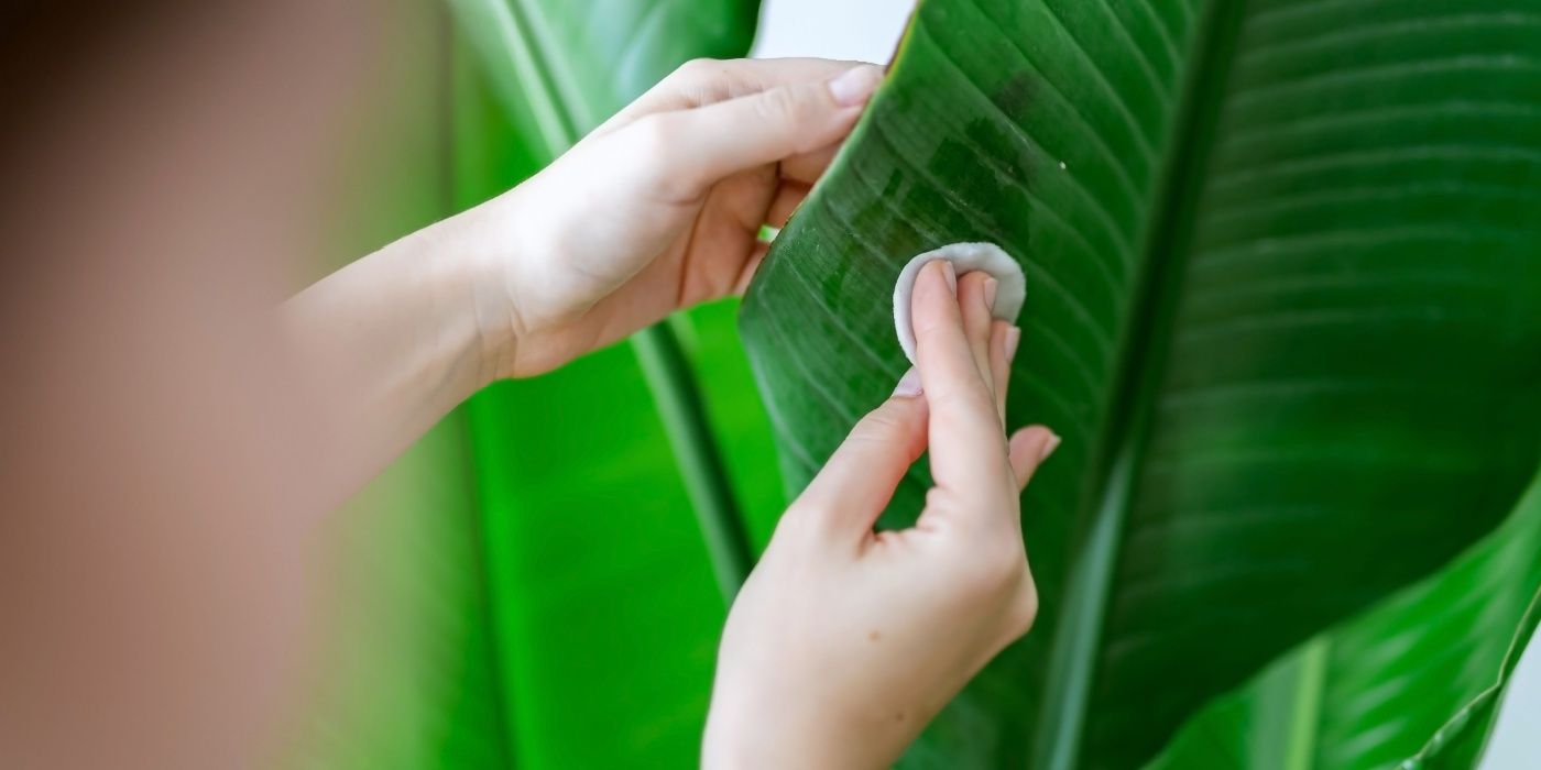 Pro-Level Houseplant Cleaning: A Complete Guide