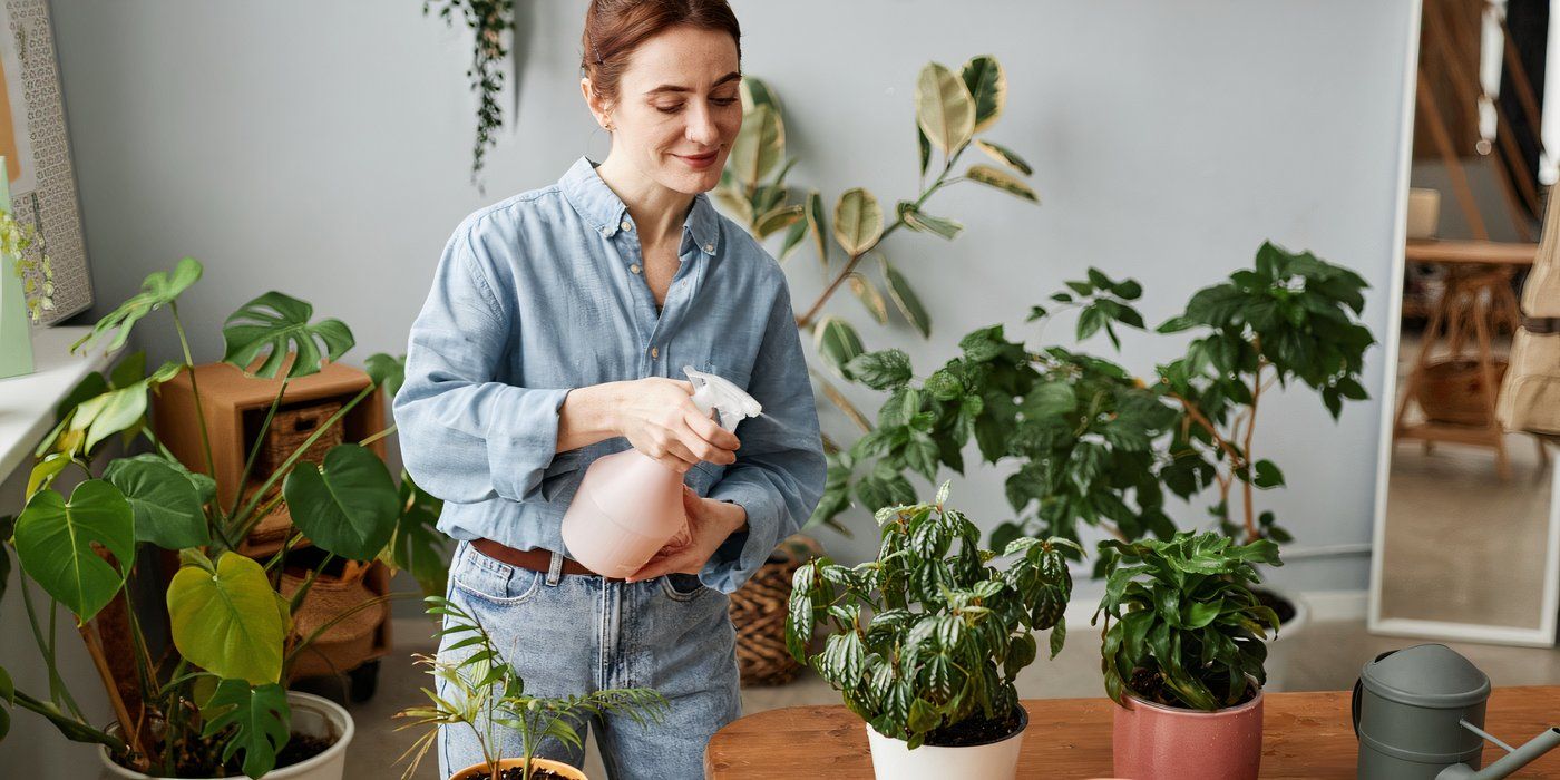 Houseplant Placement: How to Pick the Perfect Position