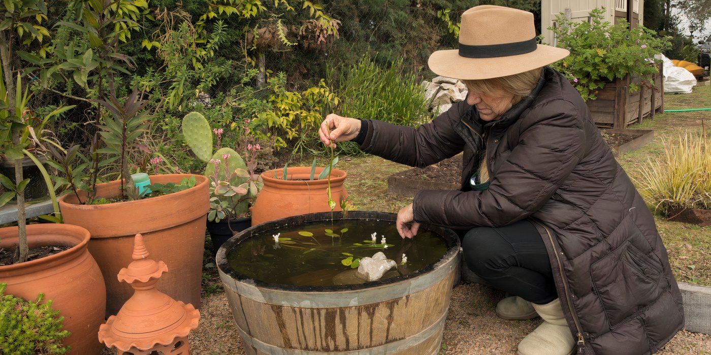 Build Mini Pond Ideas and Fill Them With Plants
