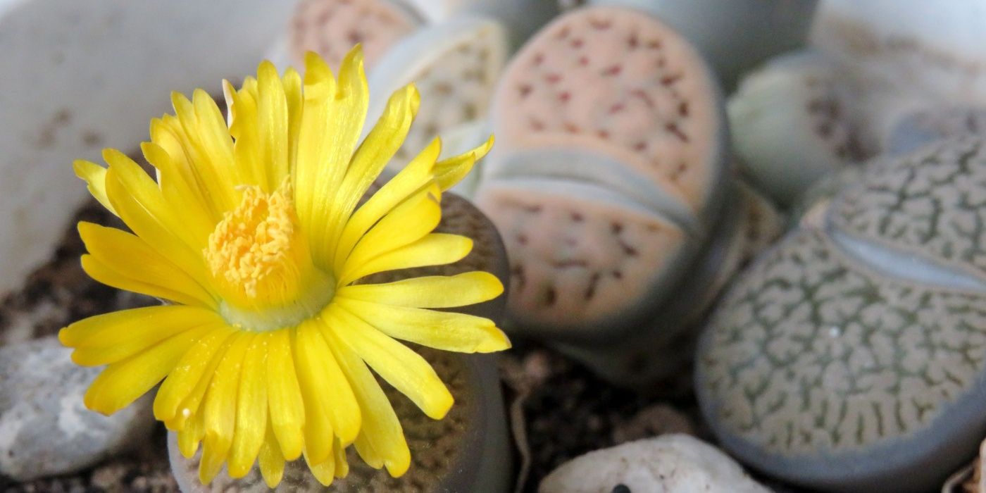 Transform Your Garden with Lithops