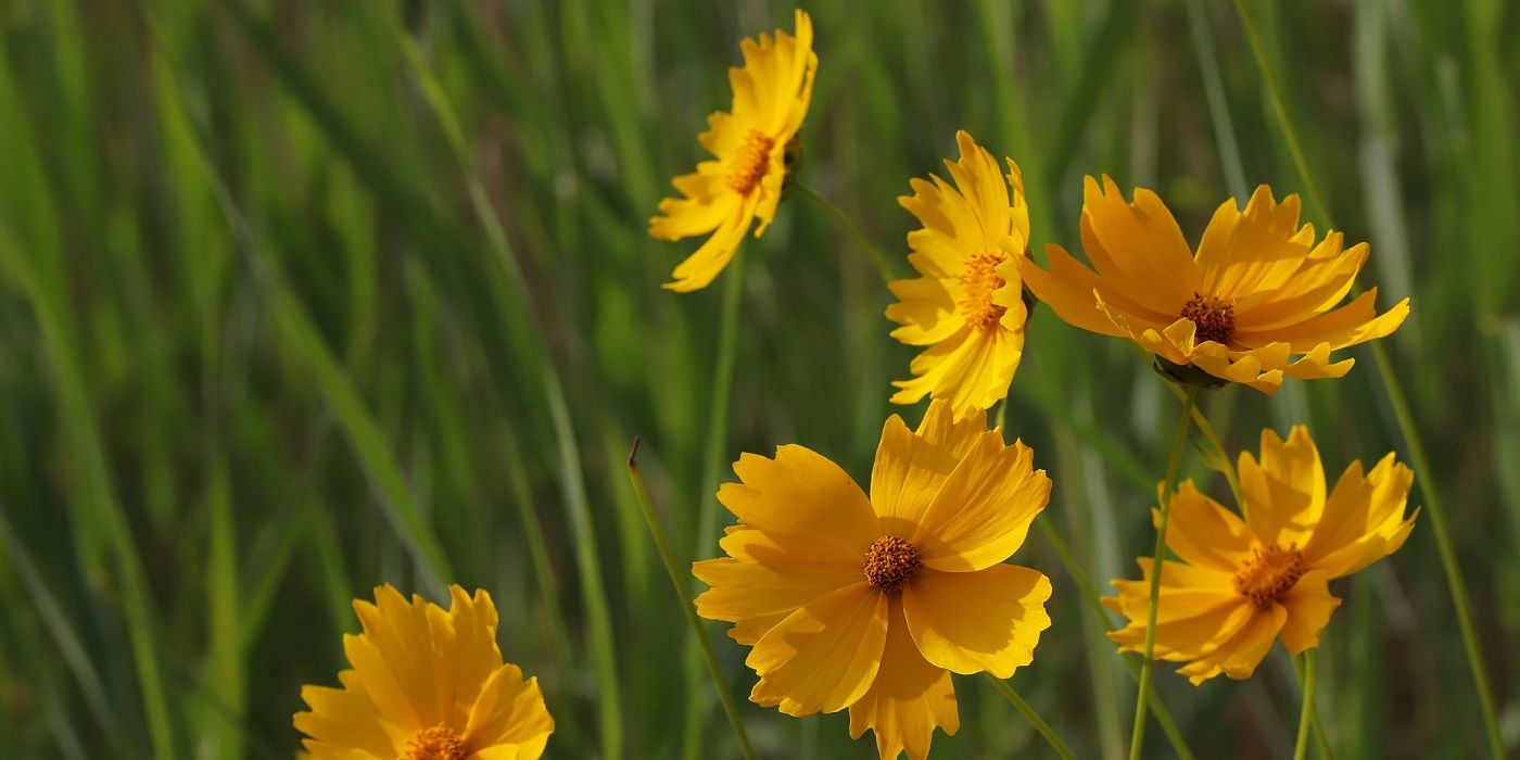 Fill Your Garden With Sun Loving July Flowers