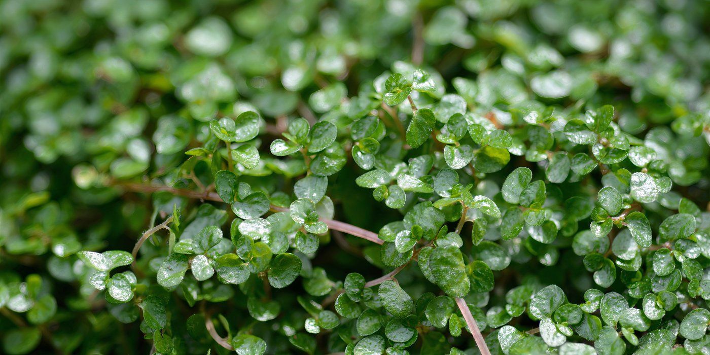 Consider Planting Between Pavers for a Lush, Natural Look With 5 Plants