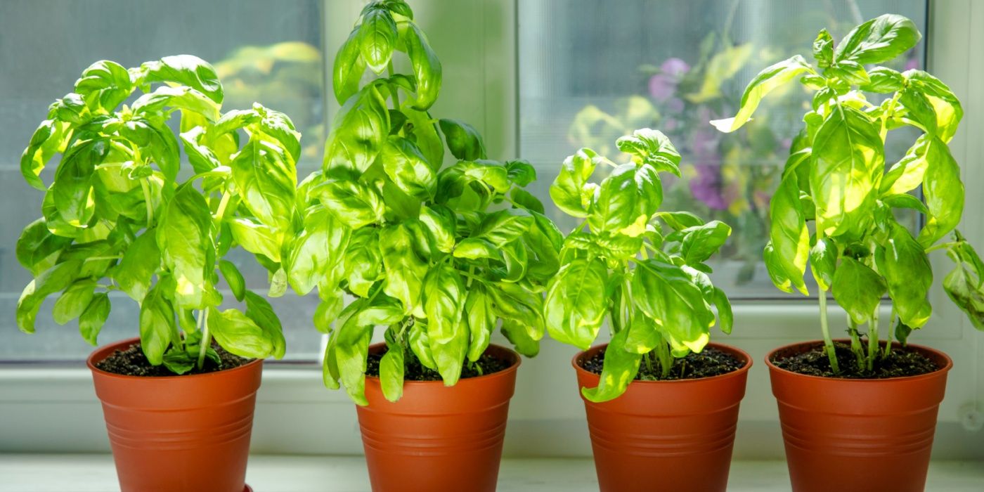 Urban Gardening: 6 Herbs That Flourish on Windowsills