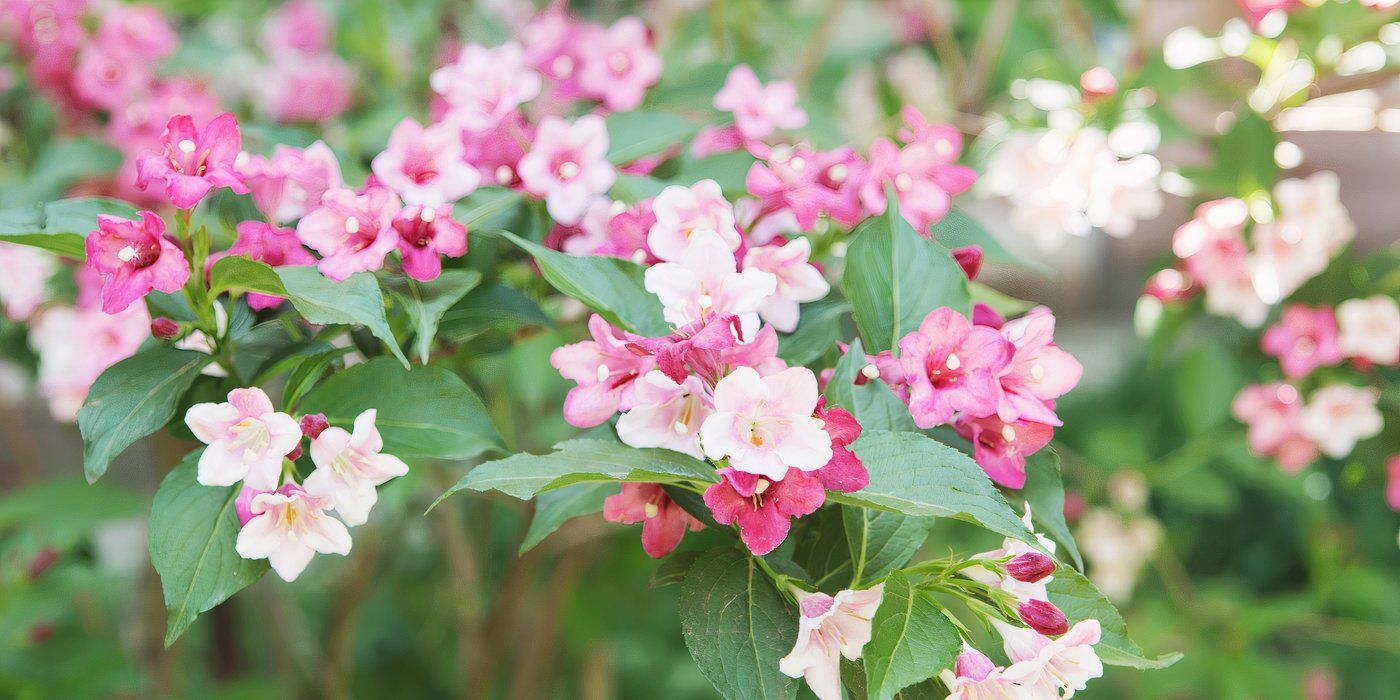Flowering Shrubs Perfect For August Gardens