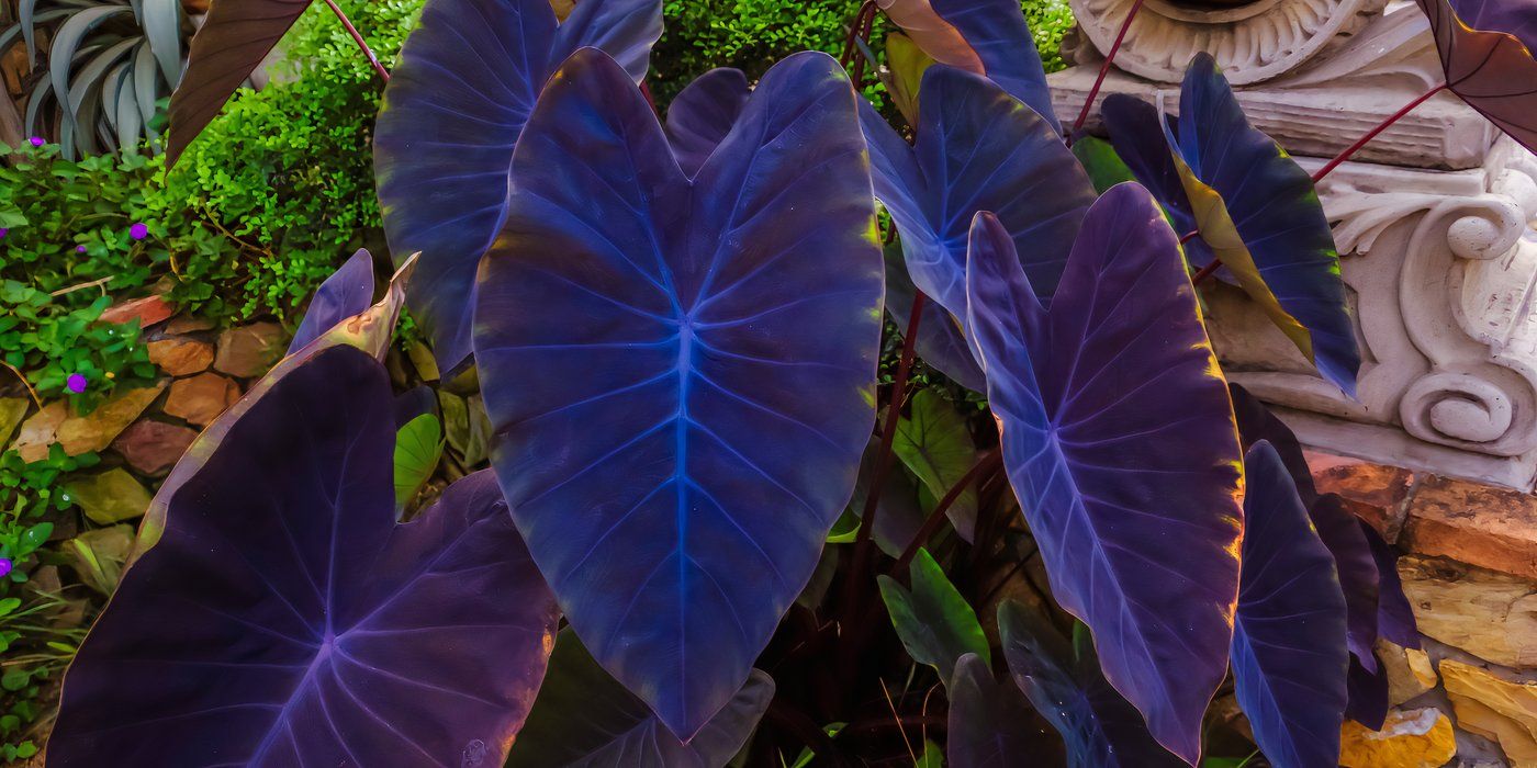 Use 7 Dark Leaf Plants To Bring Depth and Mystery To Your Garden