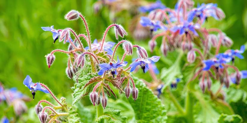 The Benefits and Best Practices for Thinning Ground Covers