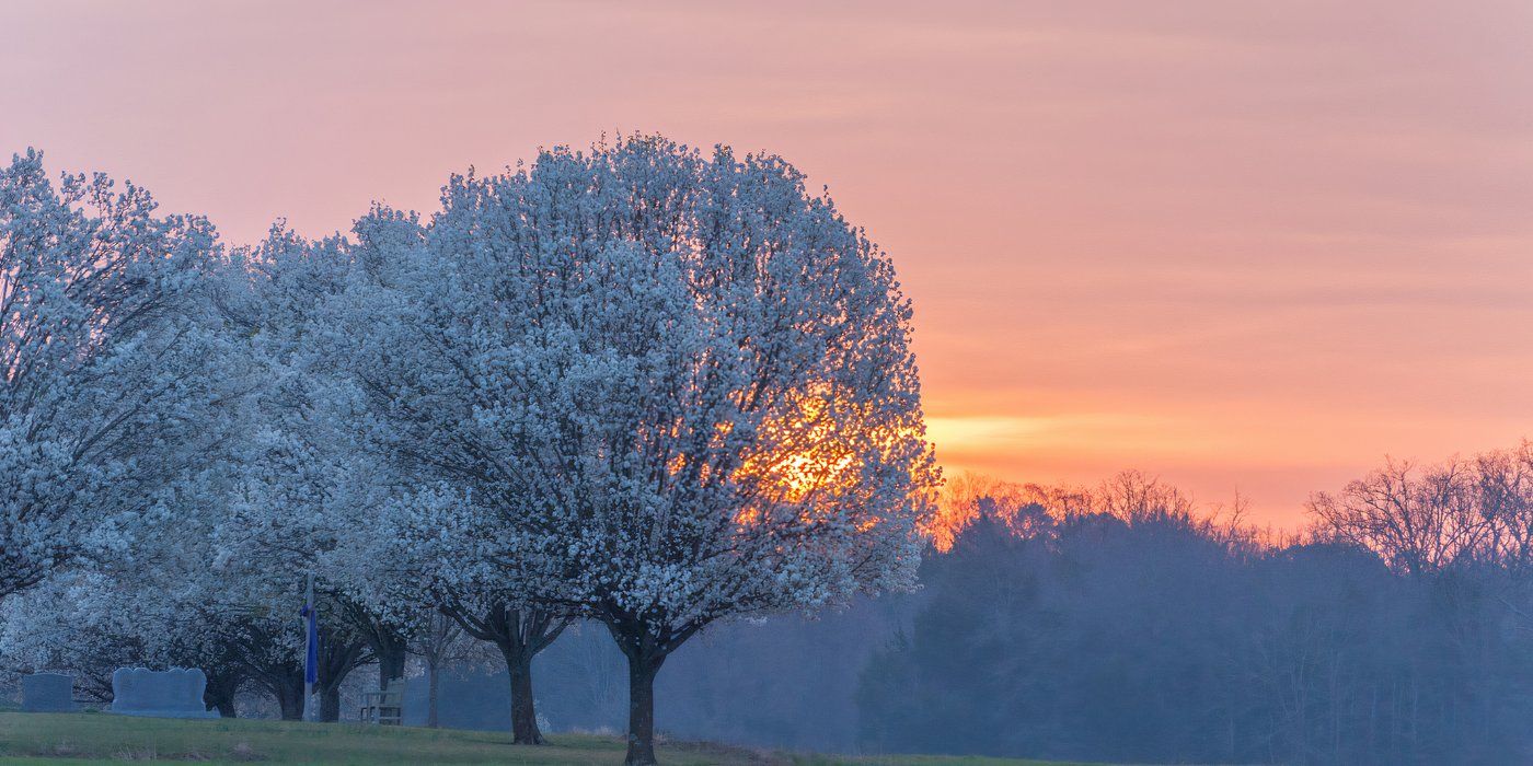 How the Bradford Pear Turned From a Beloved Element to an Invasive Tree