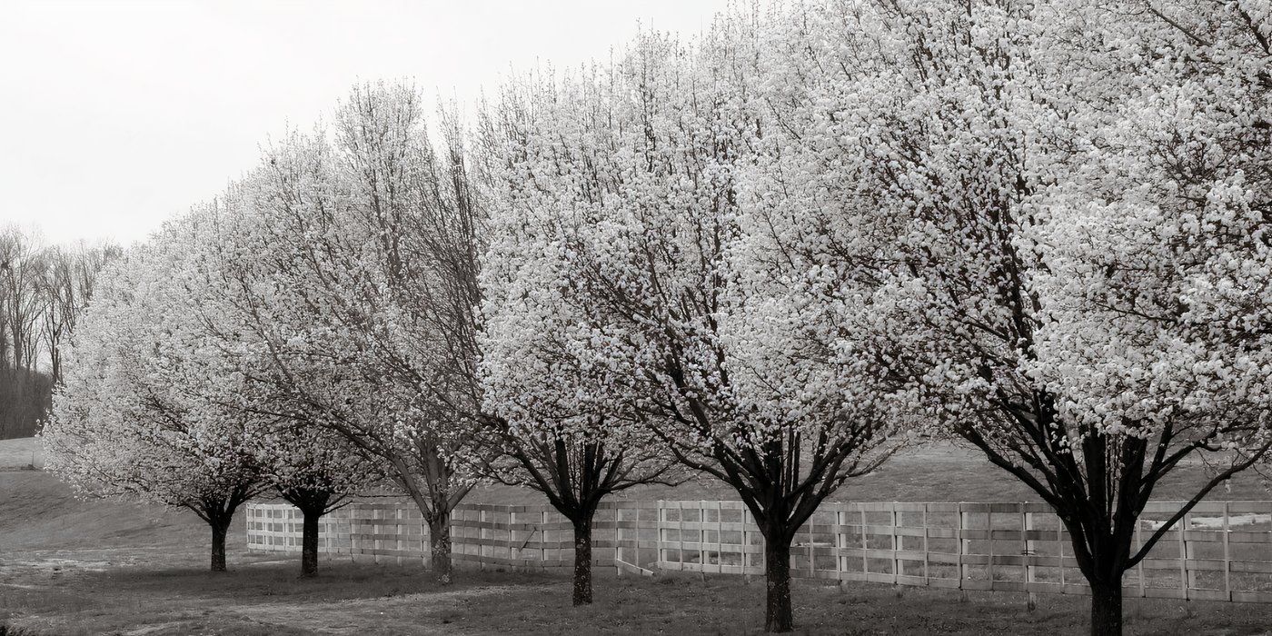 How the Bradford Pear Turned From a Beloved Element to an Invasive Tree