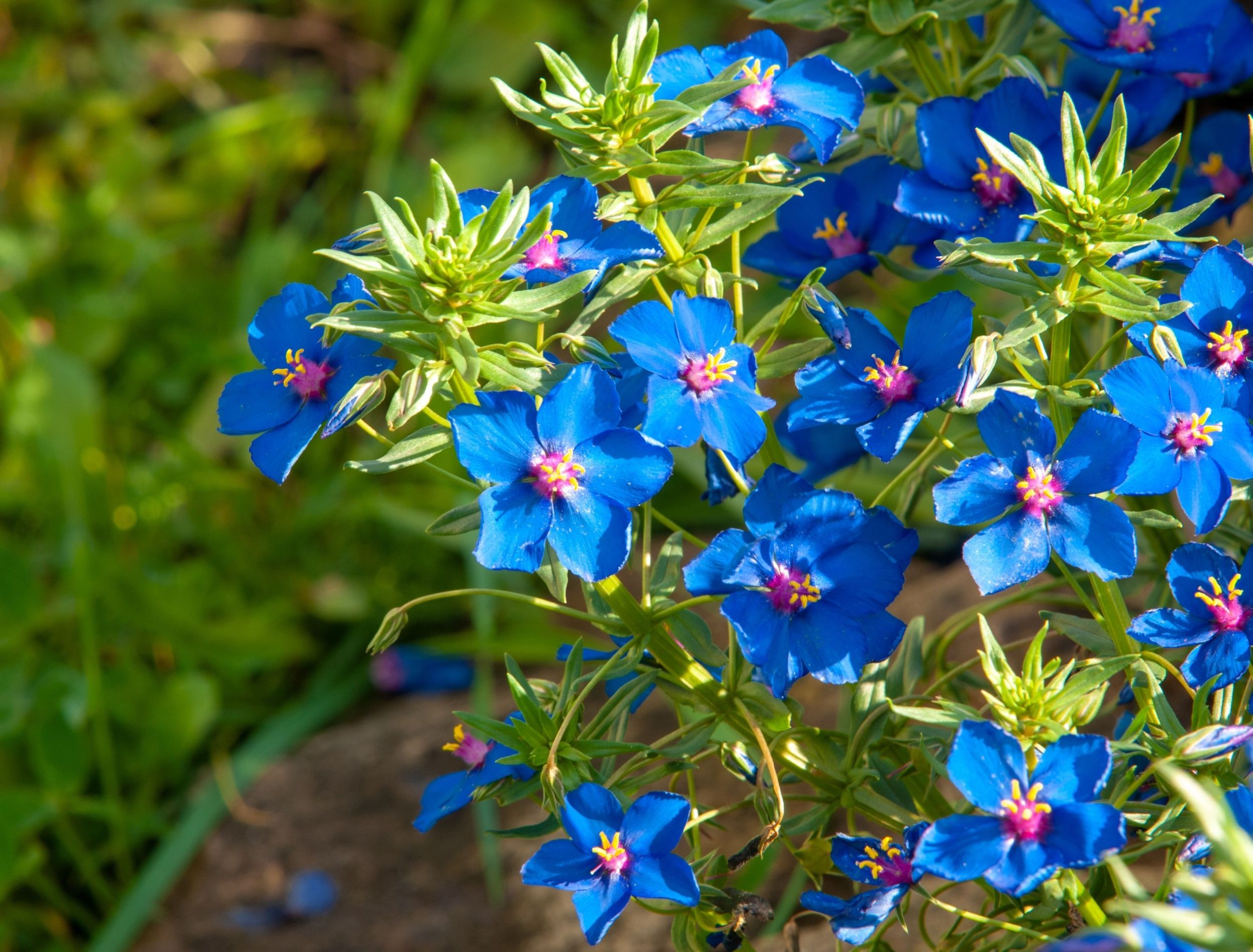37 Best Flower Hedge Ideas: #23 is So Easy!