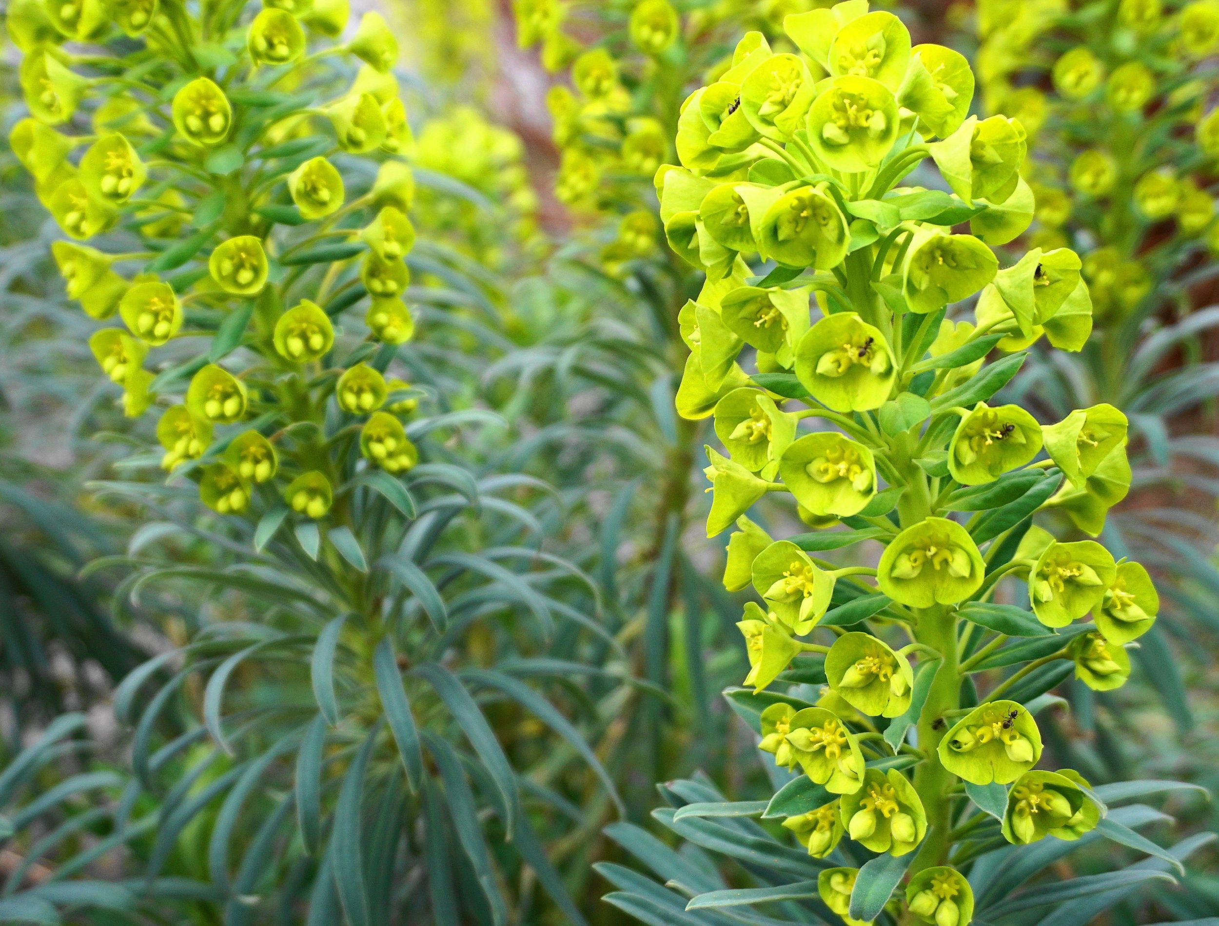 6 Garden Flowers With Rare Colors To Add To Your Garden