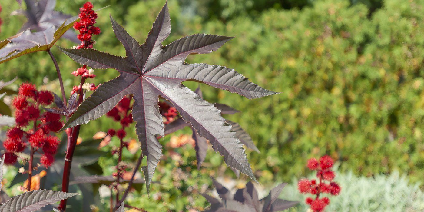 Use 7 Dark Leaf Plants To Bring Depth and Mystery To Your Garden