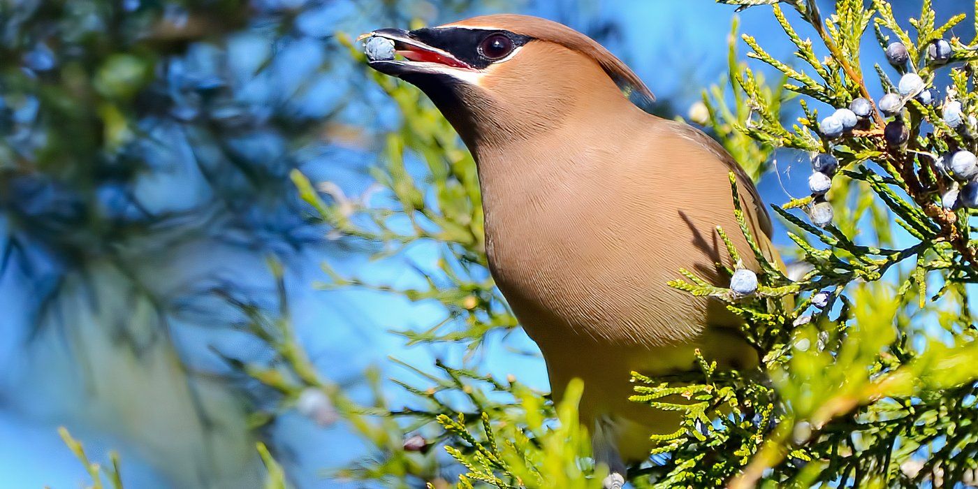 Autumn Birds: Learn How To Attract 6 Fall Birds To Your Backyard