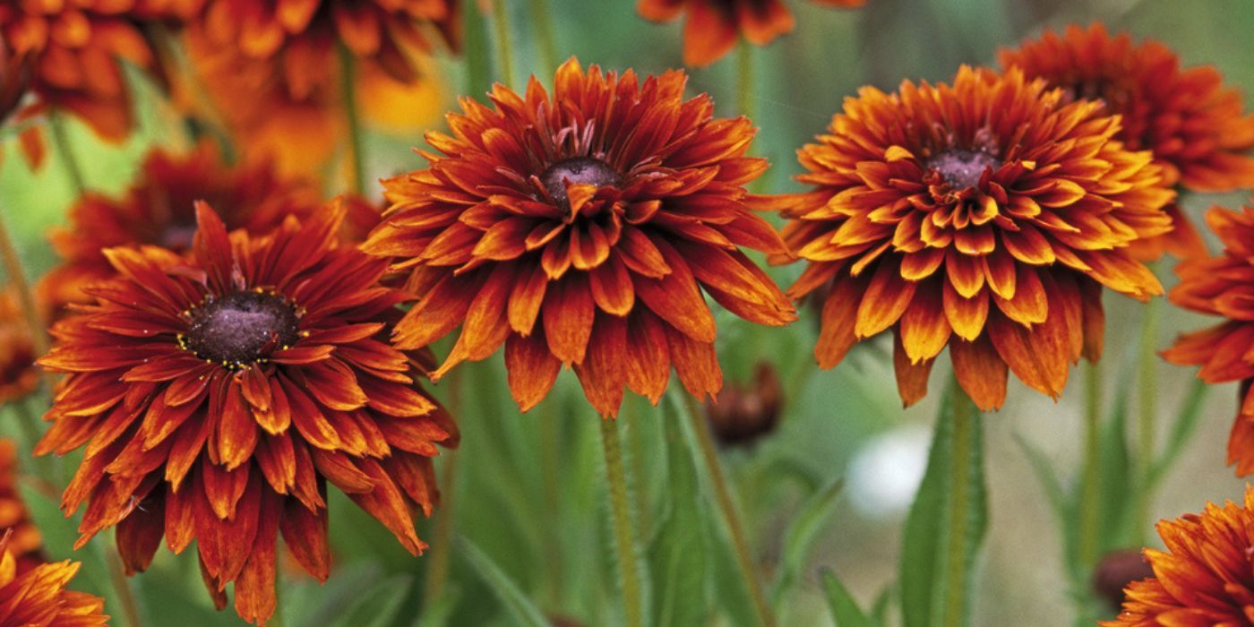 5 Orange Flowers That Will Brighten Up Your Backyard Garden