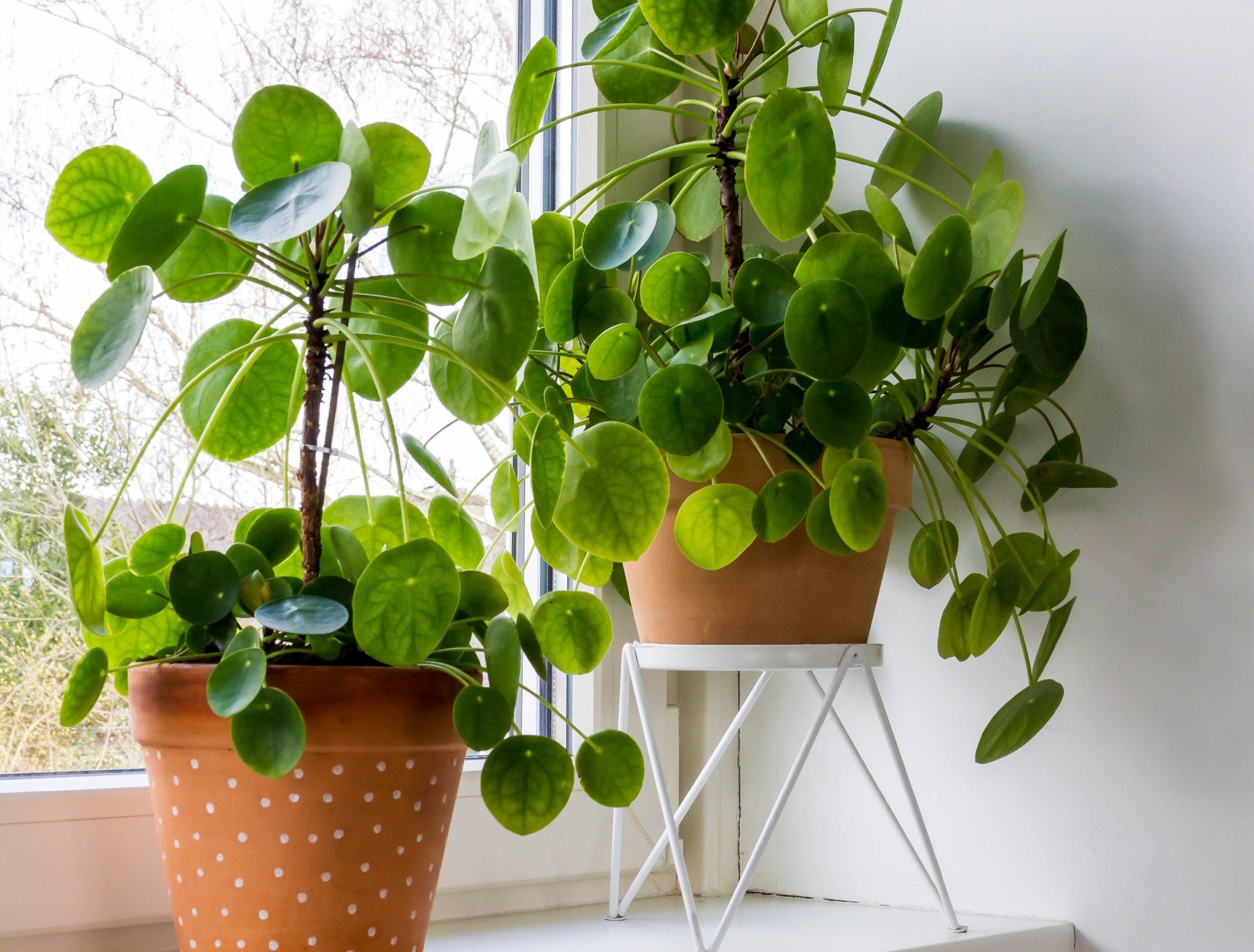 9 Houseplants That Were Hot in the 1960s