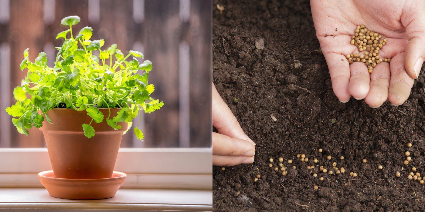 Save 3 Herb Seeds and 3 Flower Seeds From Your Summer Garden