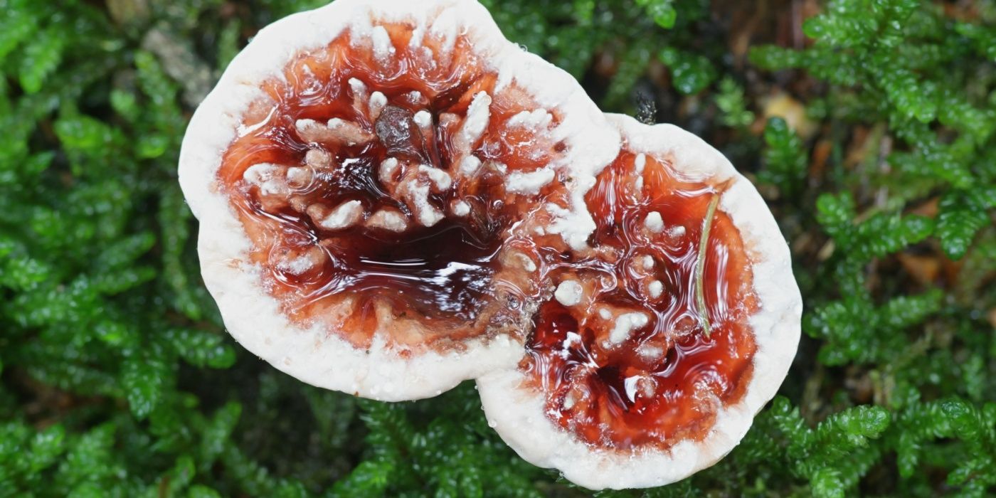 Discover 5 Lawn Diseases That Double as Nightmare Fuel