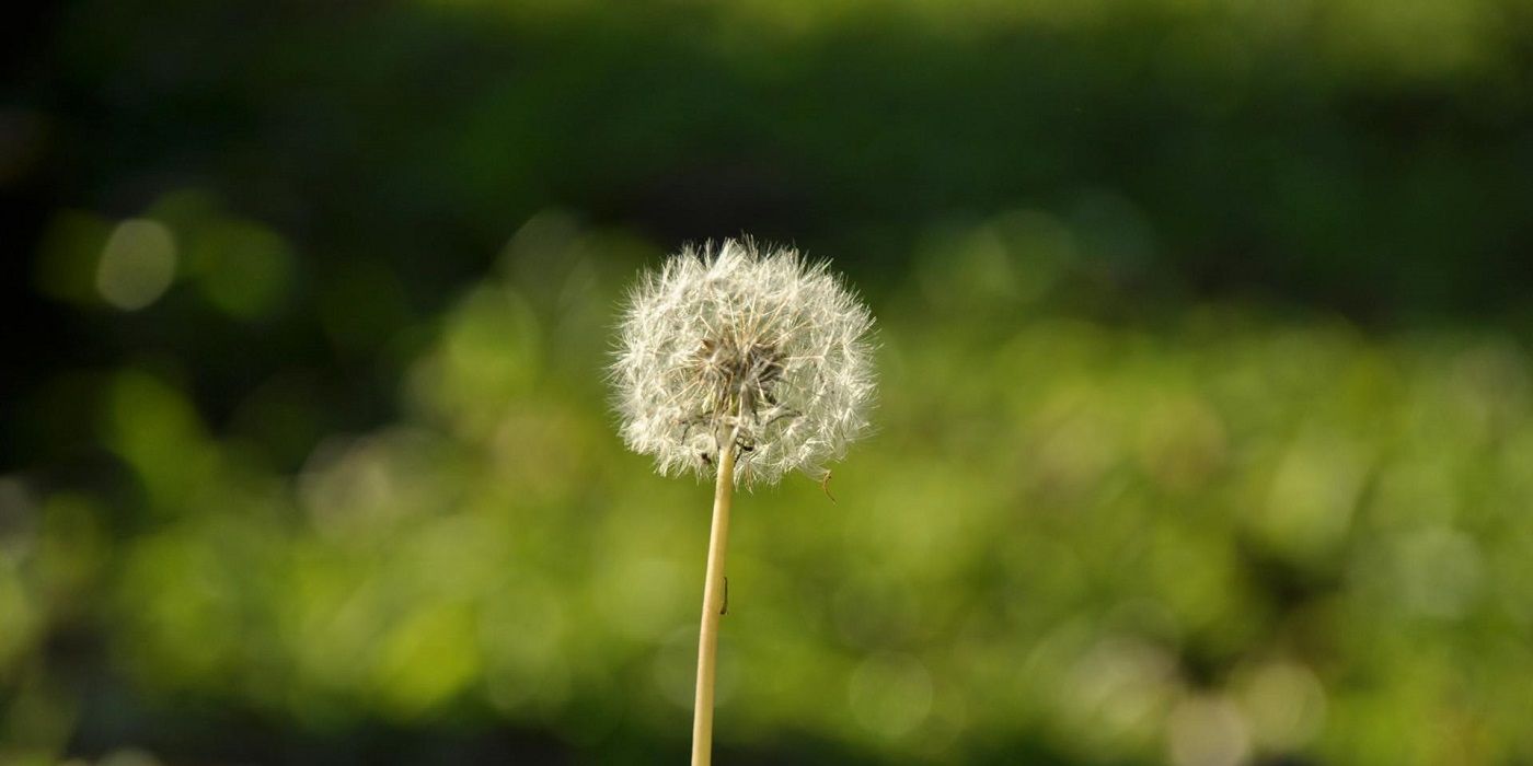 The Yard Mistake That Attracts Ticks and Pests