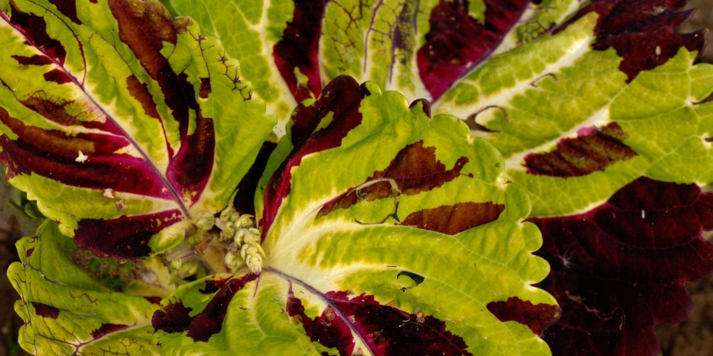 7 Gorgeous Plants with Striking Variegated Foliage