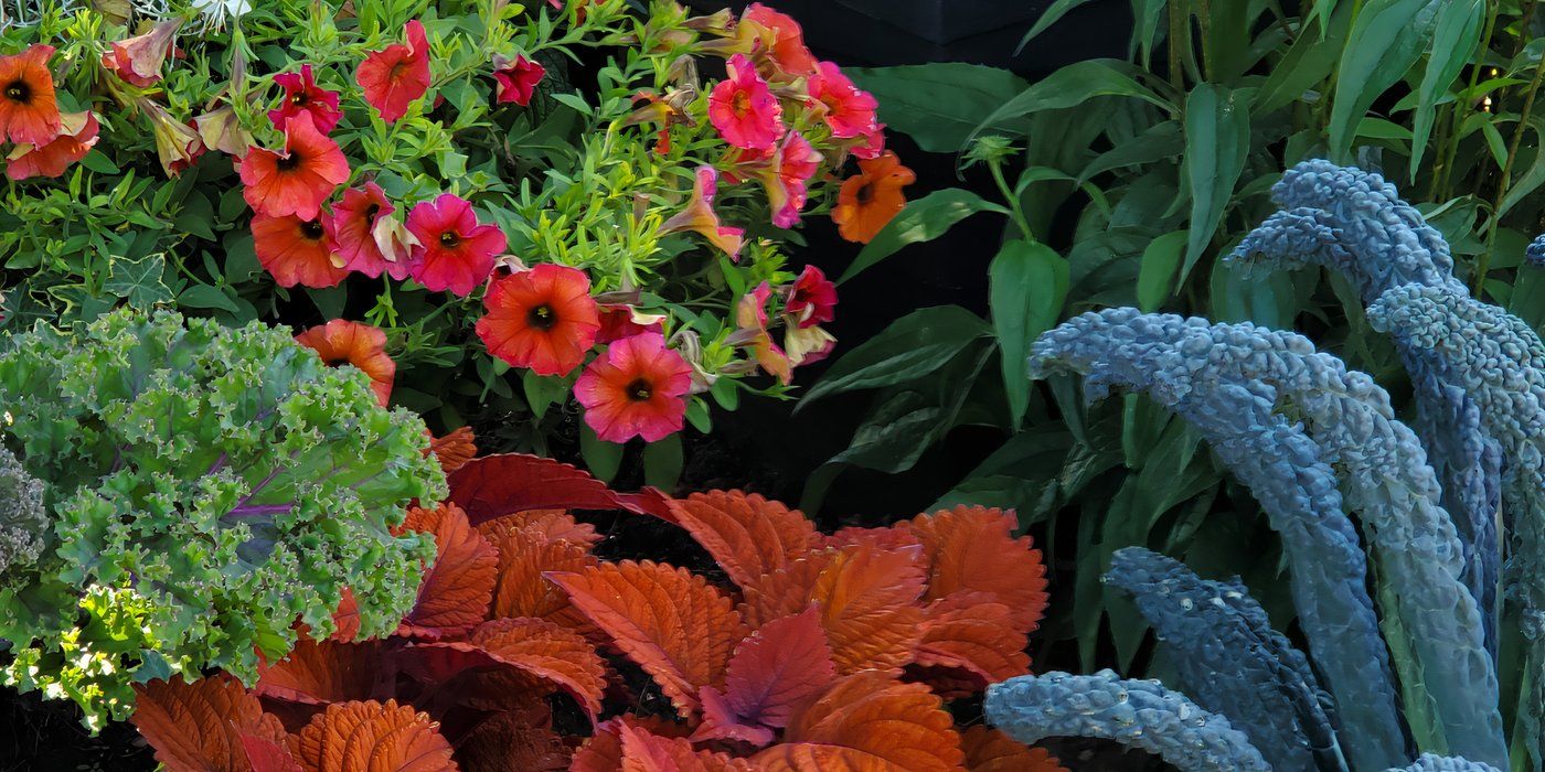 Discover Interplanting: Can It Work for Your Garden?