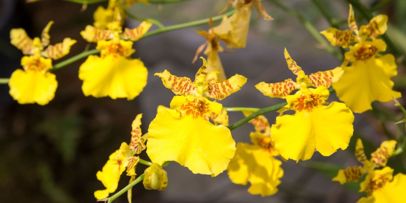 The Dancing Orchid: Discovering the Charm of Oncidium Plants