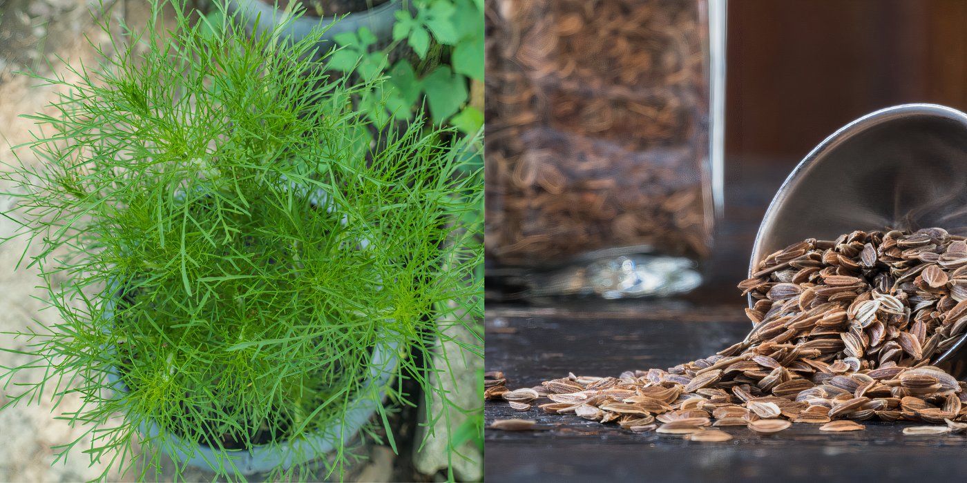 Save 3 Herb Seeds and 3 Flower Seeds From Your Summer Garden