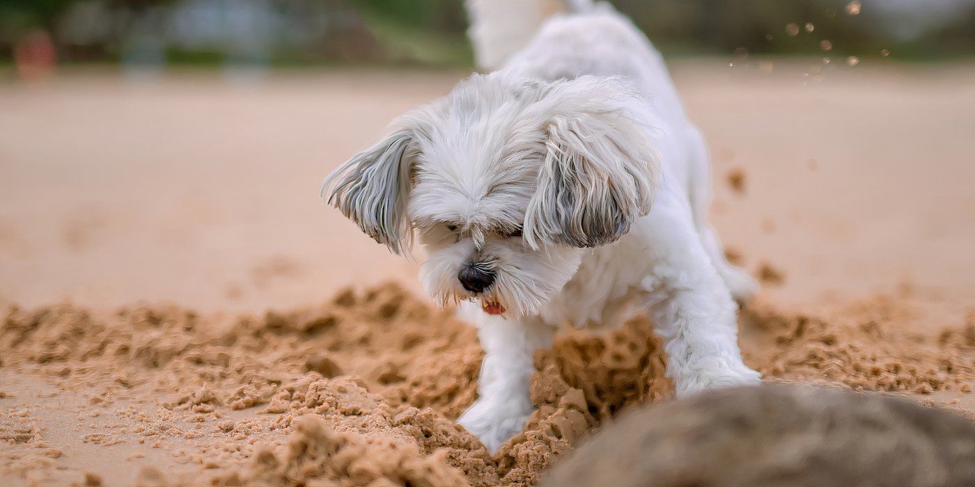 Fun DIY Dog Pool Projects to Keep Your Furry Friend Cool