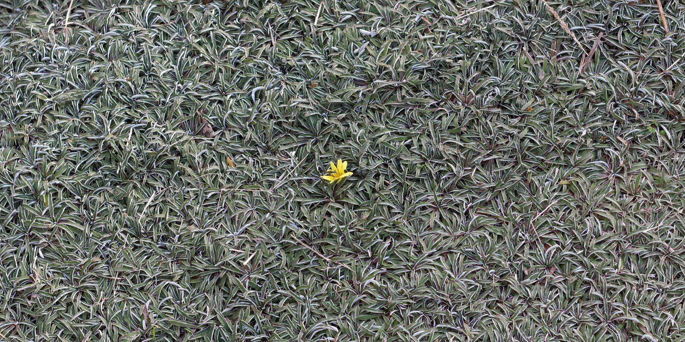 Consider Planting Between Pavers for a Lush, Natural Look With 5 Plants