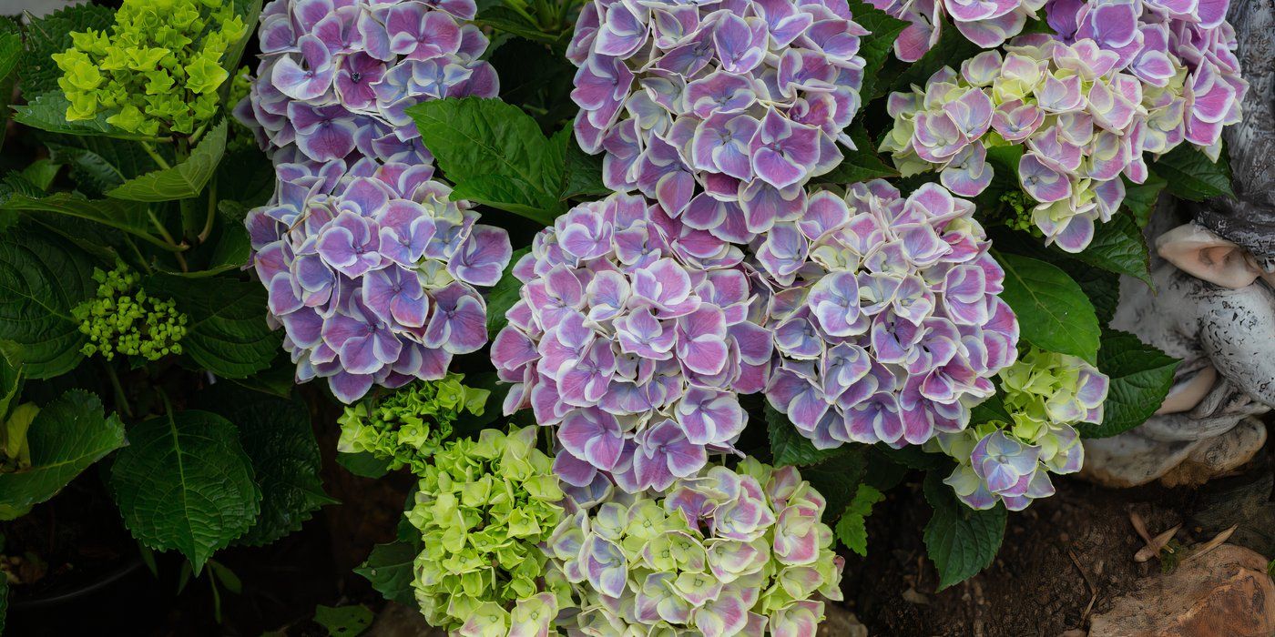 Flowering Shrubs Perfect For August Gardens
