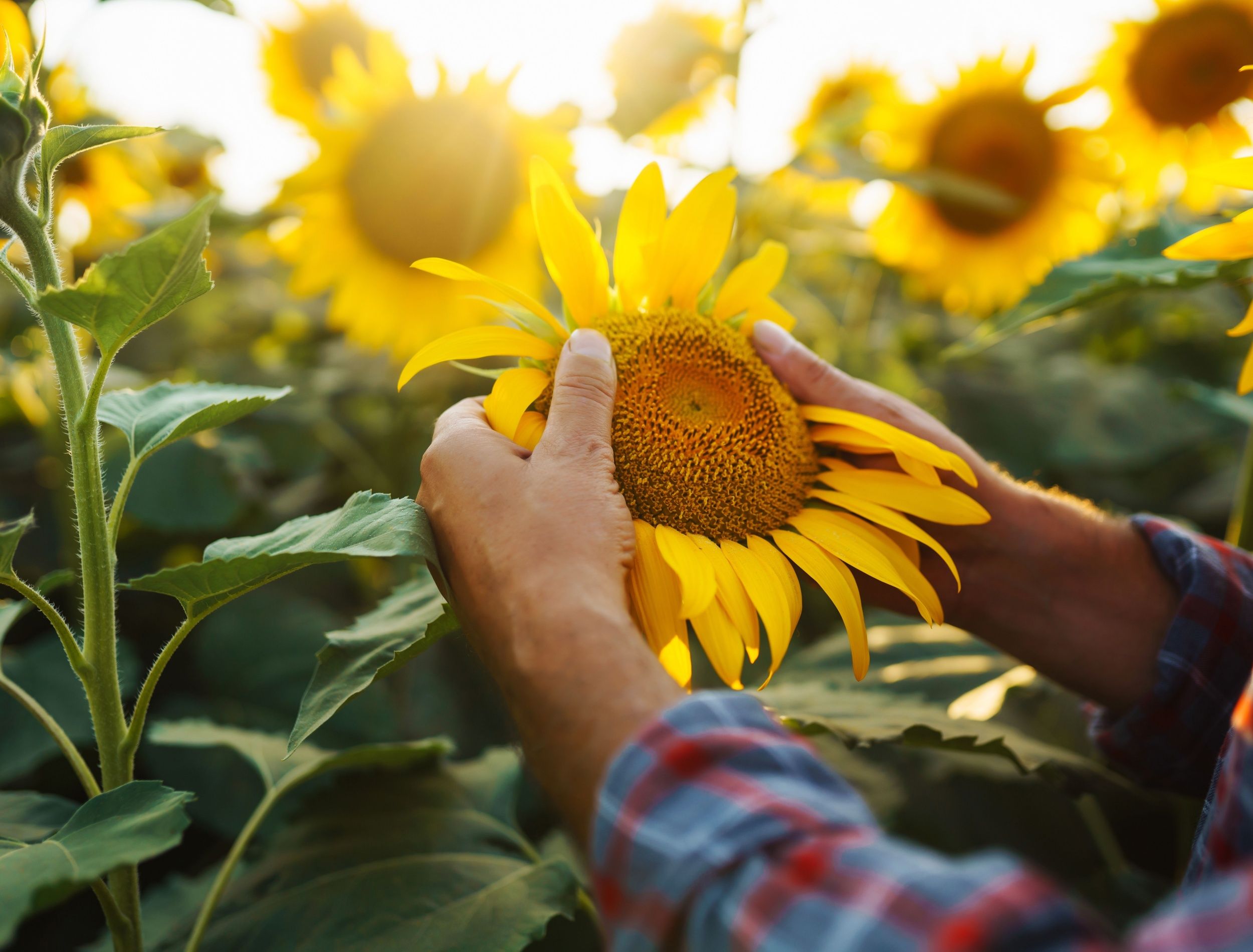 Disney in Full Bloom: Must-See Flowers and Gardens at the Epcot Garden ...
