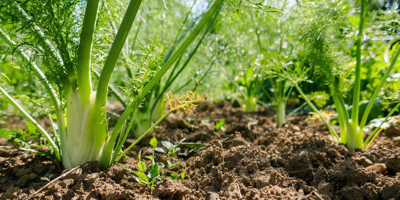 Learn About Growing Fennel Indoors in 6 Steps