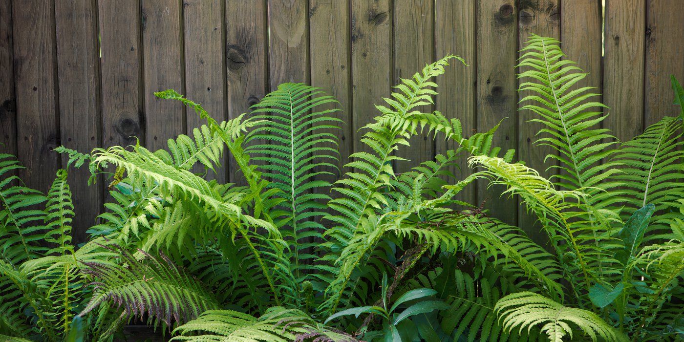 Add Plants With Texture To Your Garden or Bouquets for a Sensory Experience