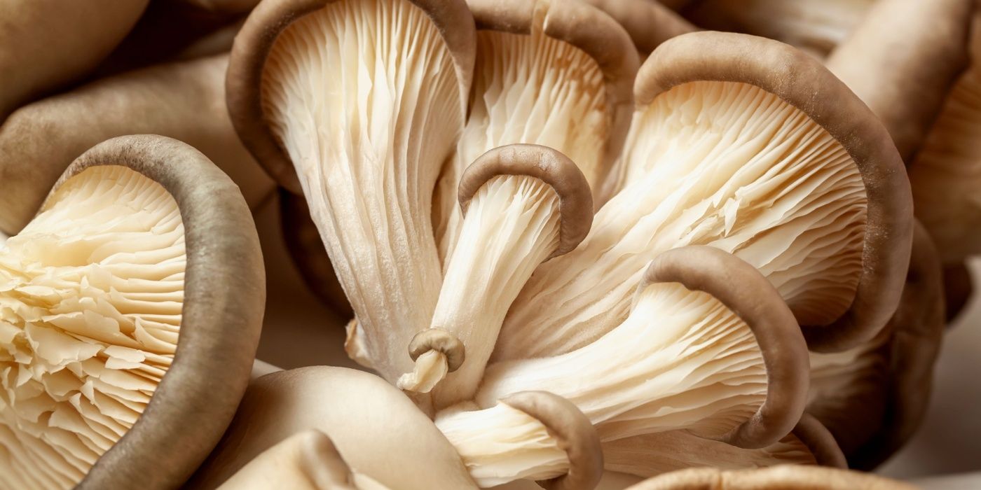 Unlock the Secrets to Growing Gourmet Mushrooms at Home!