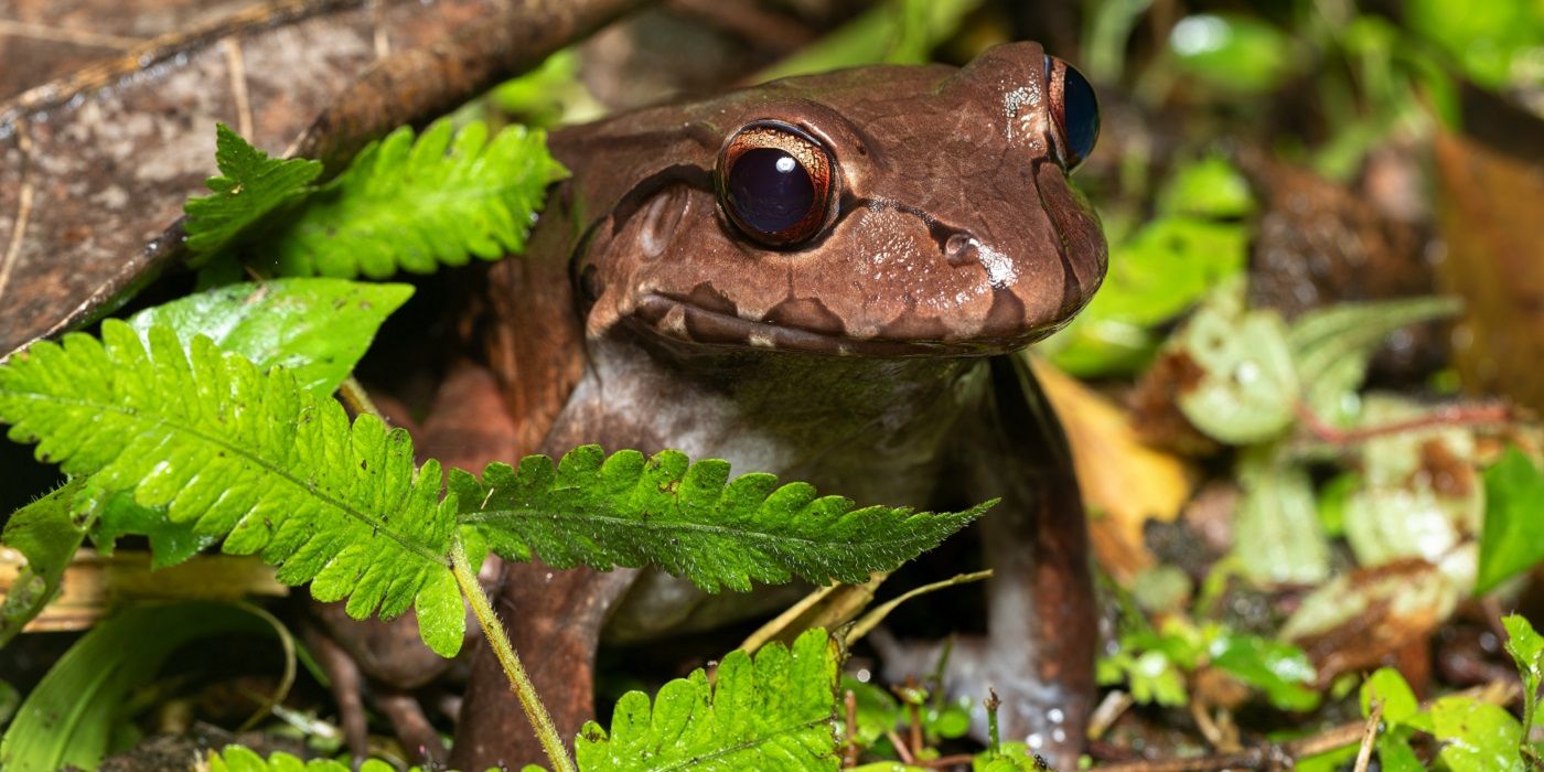 What's the Difference Between Mole vs Snake Holes?