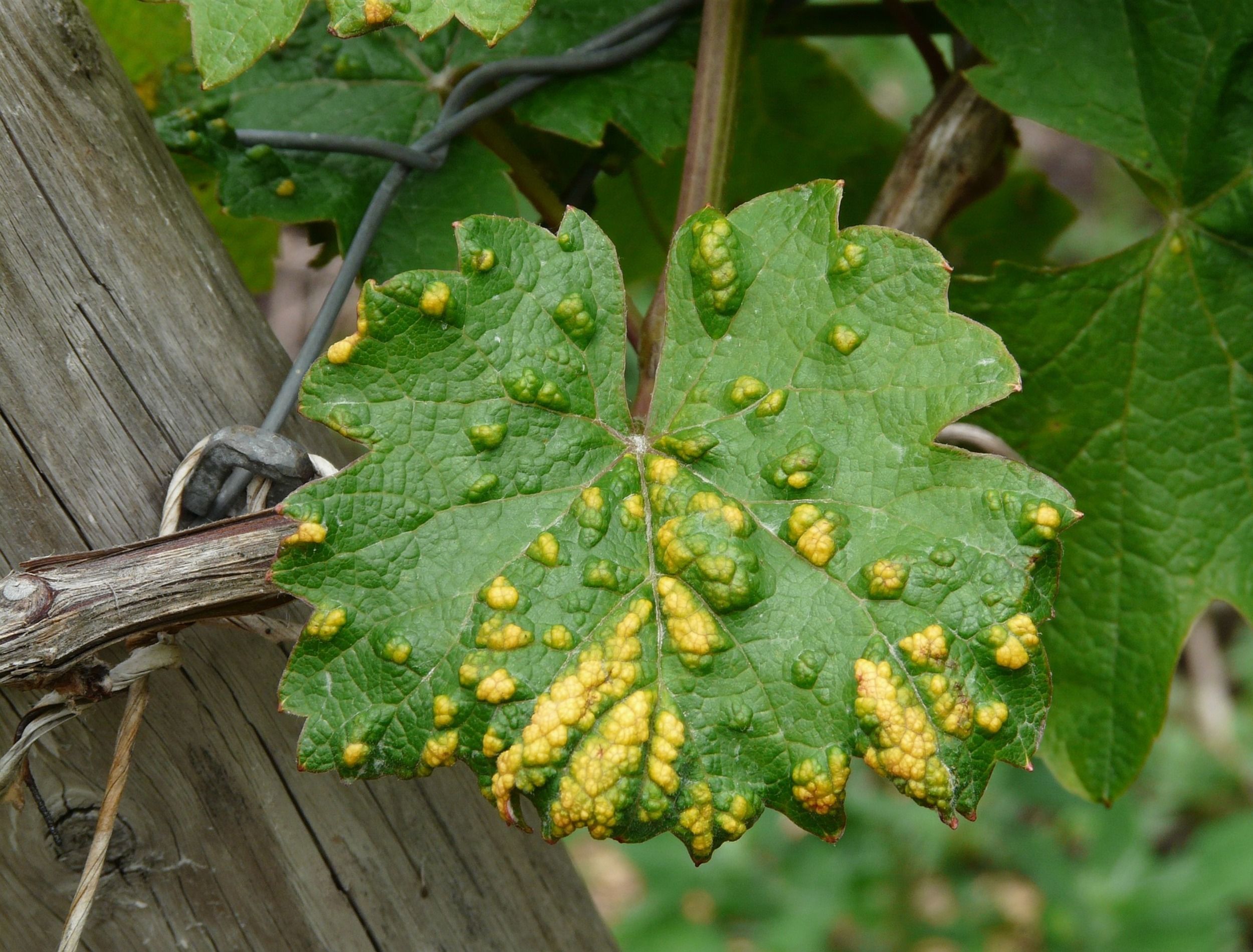 The Complete Guide to Plant Galls