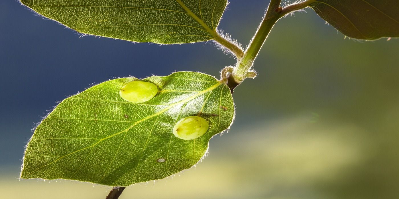 The Complete Guide to Plant Galls